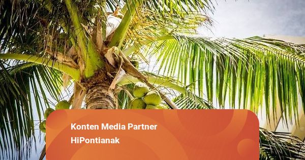 Pria Paruh Baya di Mempawah Meninggal di Atas Pohon Kelapa saat Ambil Nira | kumparan.com